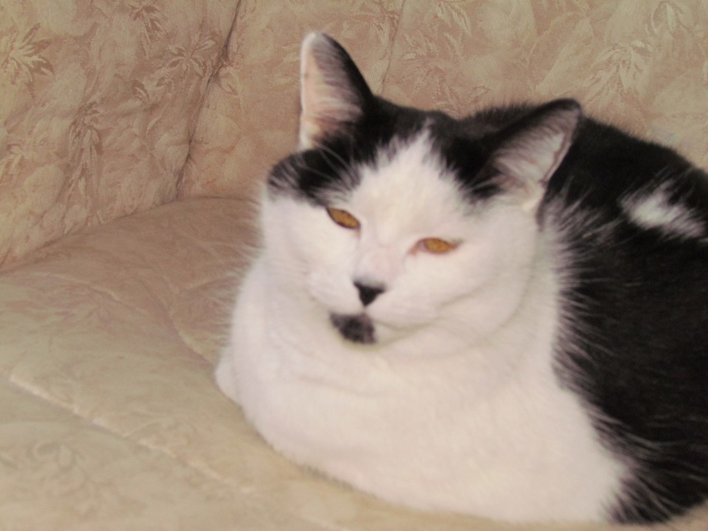Case Study, Anorexic Cat - Veterinary Secrets with Dr. Andrew Jones, DVM