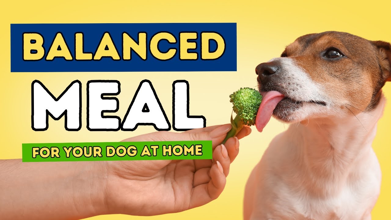 How to Make Balanced Meals for Your Dog at Home - Veterinary Secrets ...