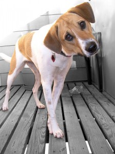 Dog Vestibular Disease: What To Do If Your Pet Has A Head Tilt ...