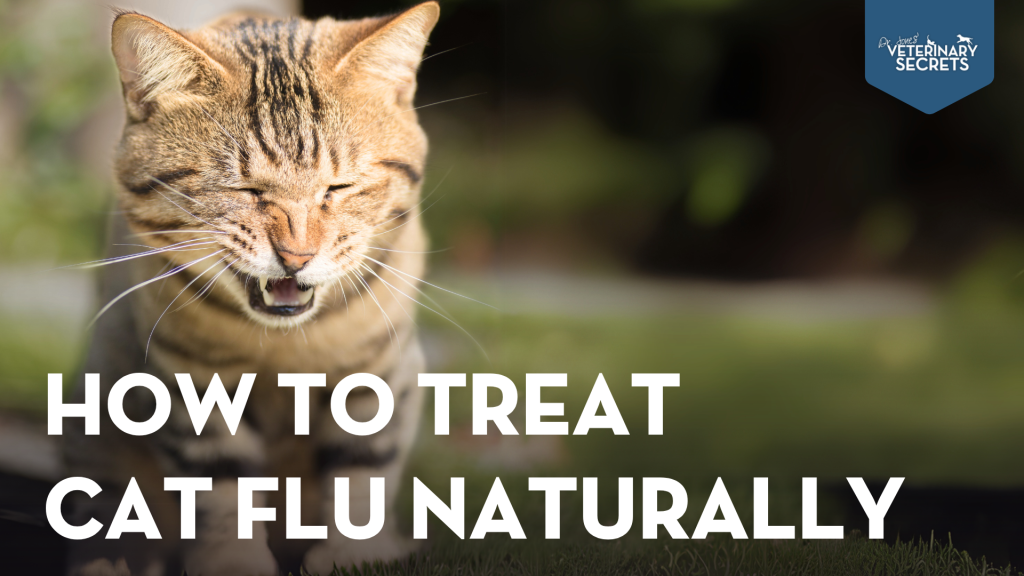 Cat Flu Relief: 5 Natural Home Remedies to Help Your Feline - Veterinary Secrets with Dr. Andrew ...