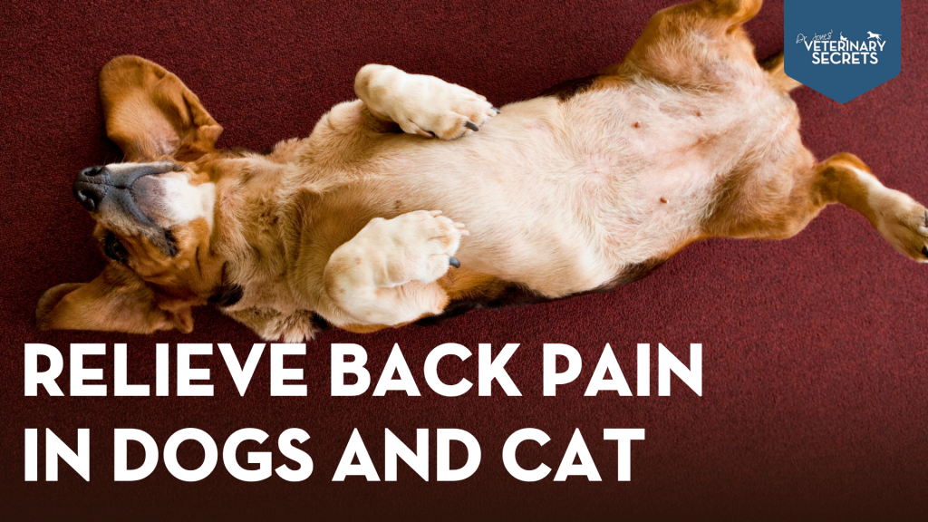 How to Relieve Back Pain in Dogs and Cats with Holistic Approaches ...