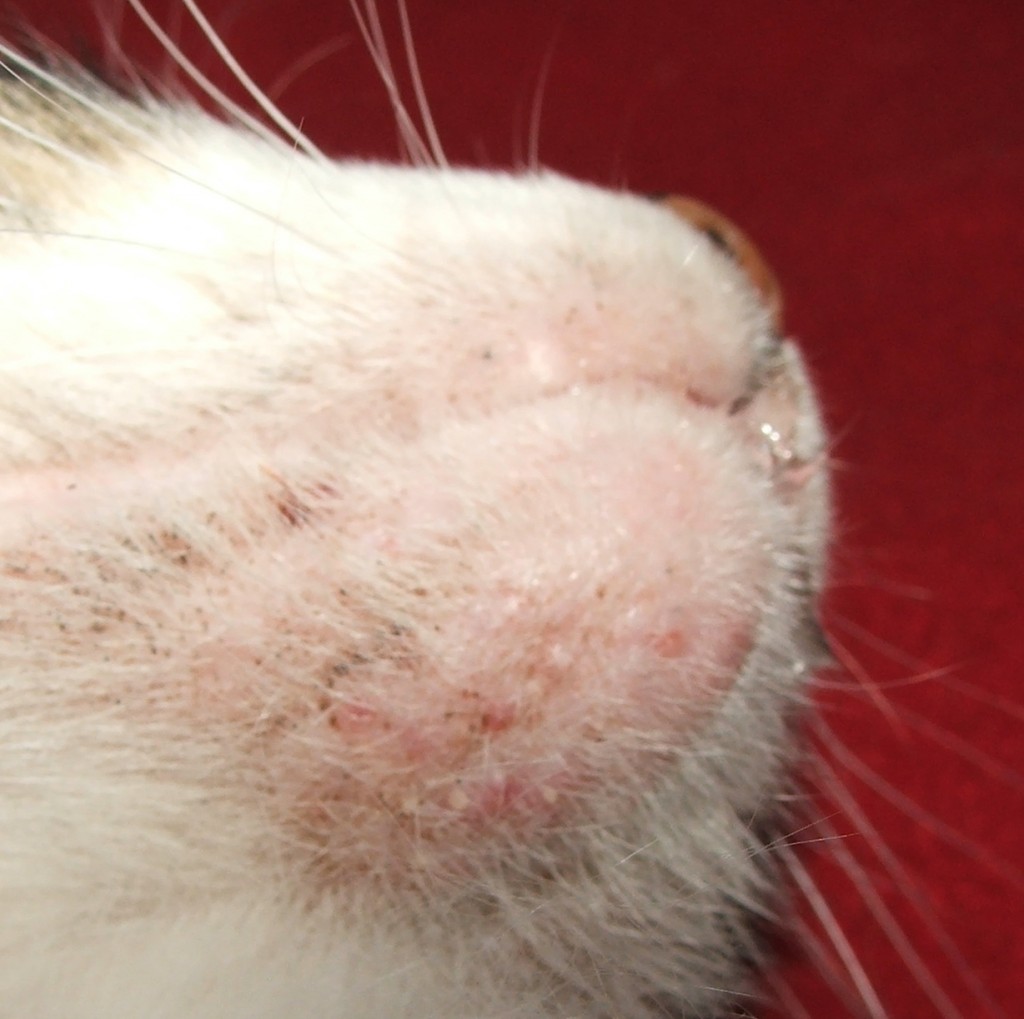 How To Treat Your Dog and Cat's Acne At Home - Veterinary Secrets with ...