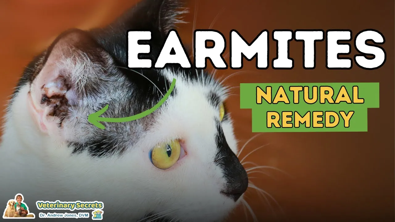 Natural Solutions for Ear Mites in Dogs and Cats - Veterinary Secrets ...