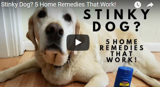 Stinky Dog? 5 Home Remedies That Work! - Veterinary Secrets with Dr ...