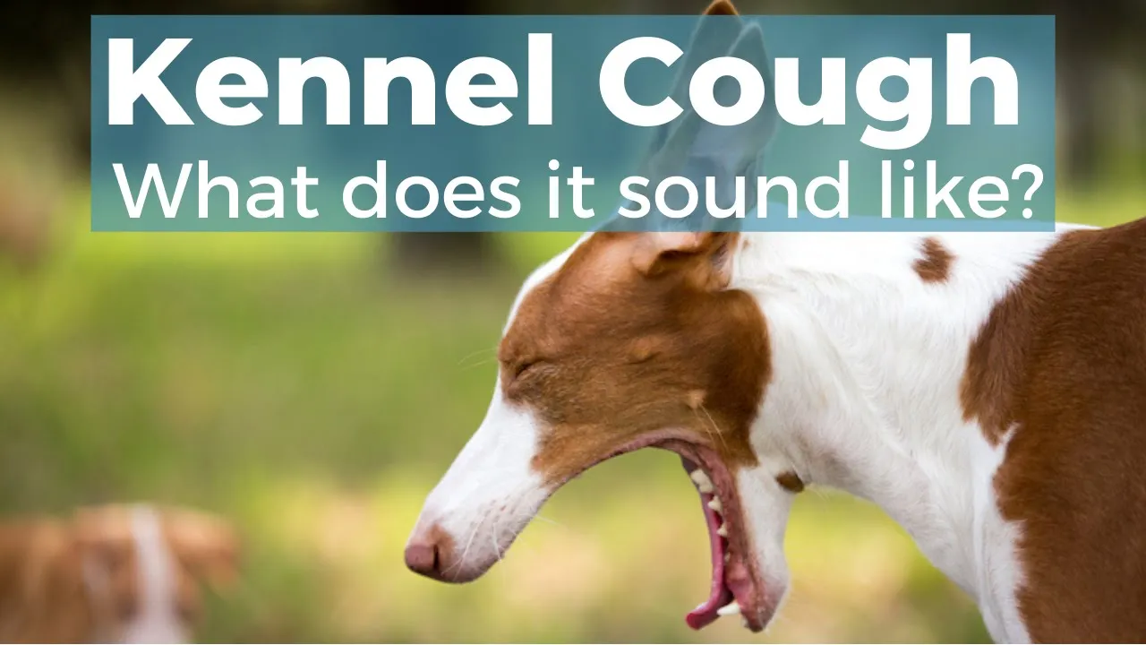 Kennel Cough in Dogs: What It Sounds Like and Effective Natural ...