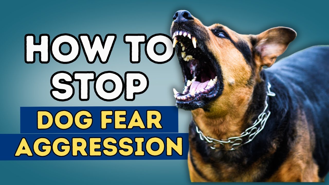 How To Stop Dog Fear Aggression - Veterinary Secrets with Dr. Andrew ...