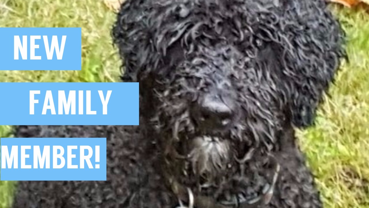 [Video] My New Dog! - Veterinary Secrets with Dr. Andrew Jones, DVM