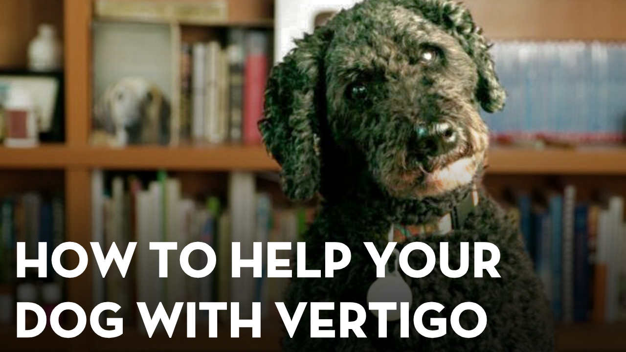 How to Treat Vertigo in Dogs Naturally: 5 Effective Remedies to Try ...