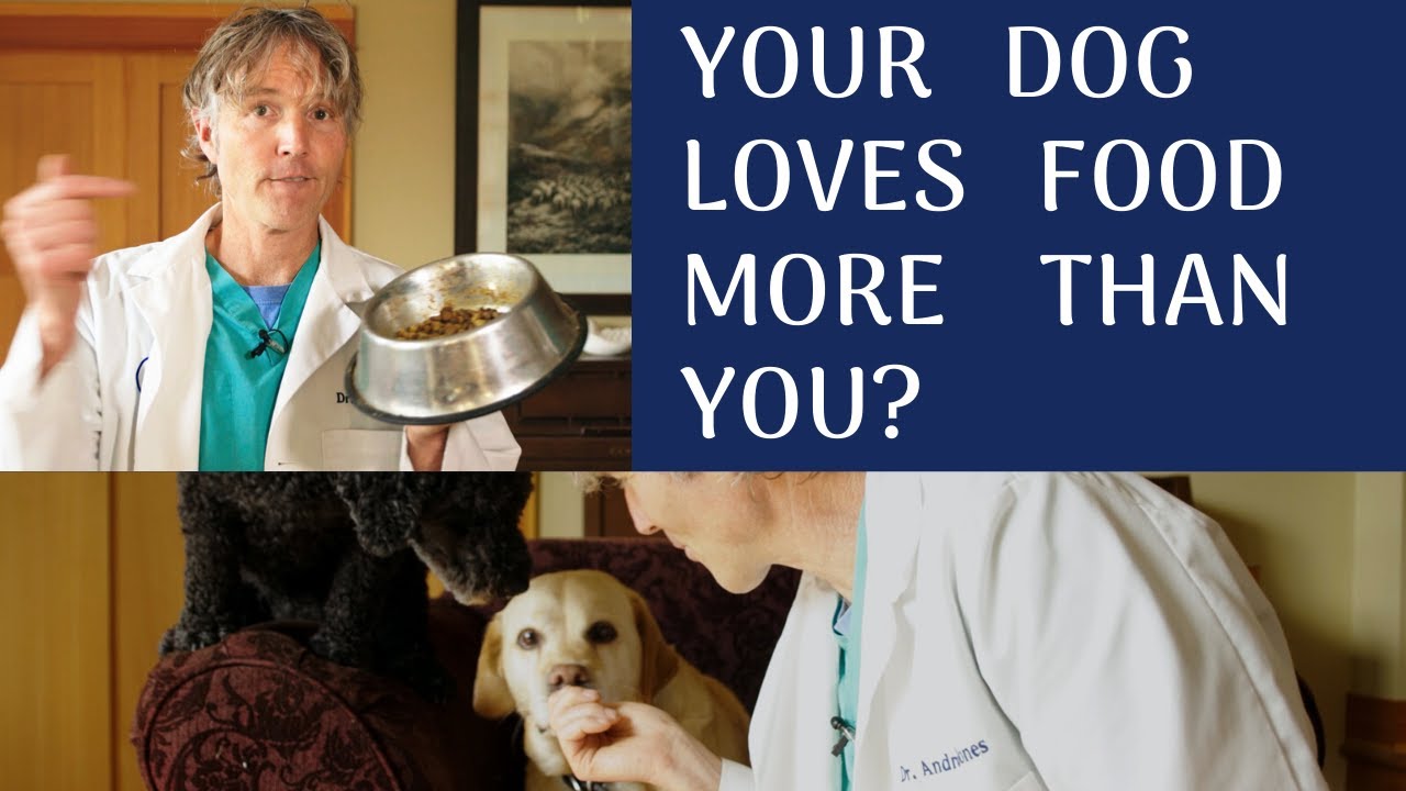 A dog's dilemma: Do canine's prefer praise or food? - Veterinary Secrets with Dr. Andrew Jones, DVM