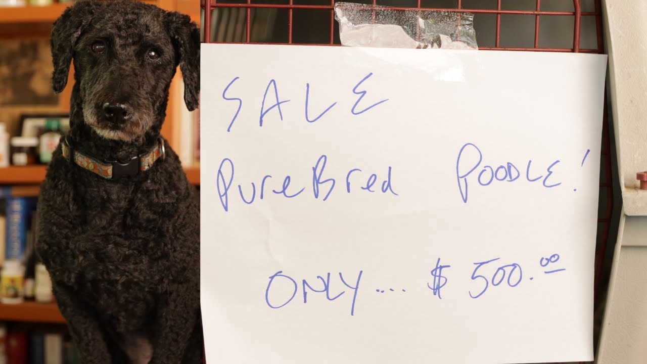 Dog Scammers - Veterinary Secrets with Dr. Andrew Jones, DVM