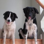 Veterinary Secrets - Veterinary Secrets with Dr. Andrew Jones, DVM