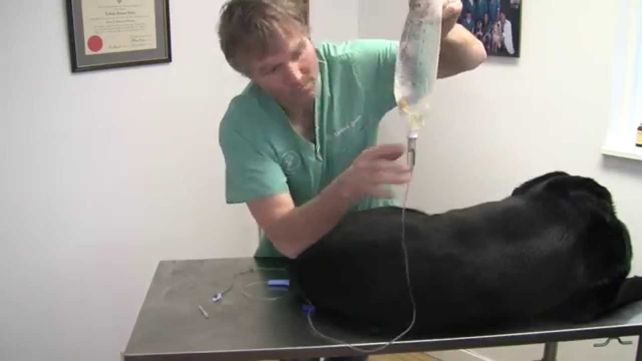 Chronic Kidney Disease in Cats - Veterinary Secrets with Dr. Andrew ...
