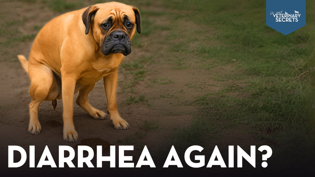 Dog Has Colitis? These 5 Gentle Home Remedies ACTUALLY Work ...