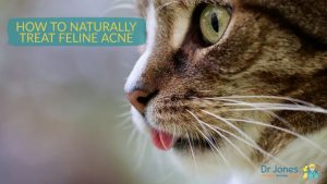 How to Naturally Treat Feline Acne - Veterinary Secrets with Dr. Andrew ...