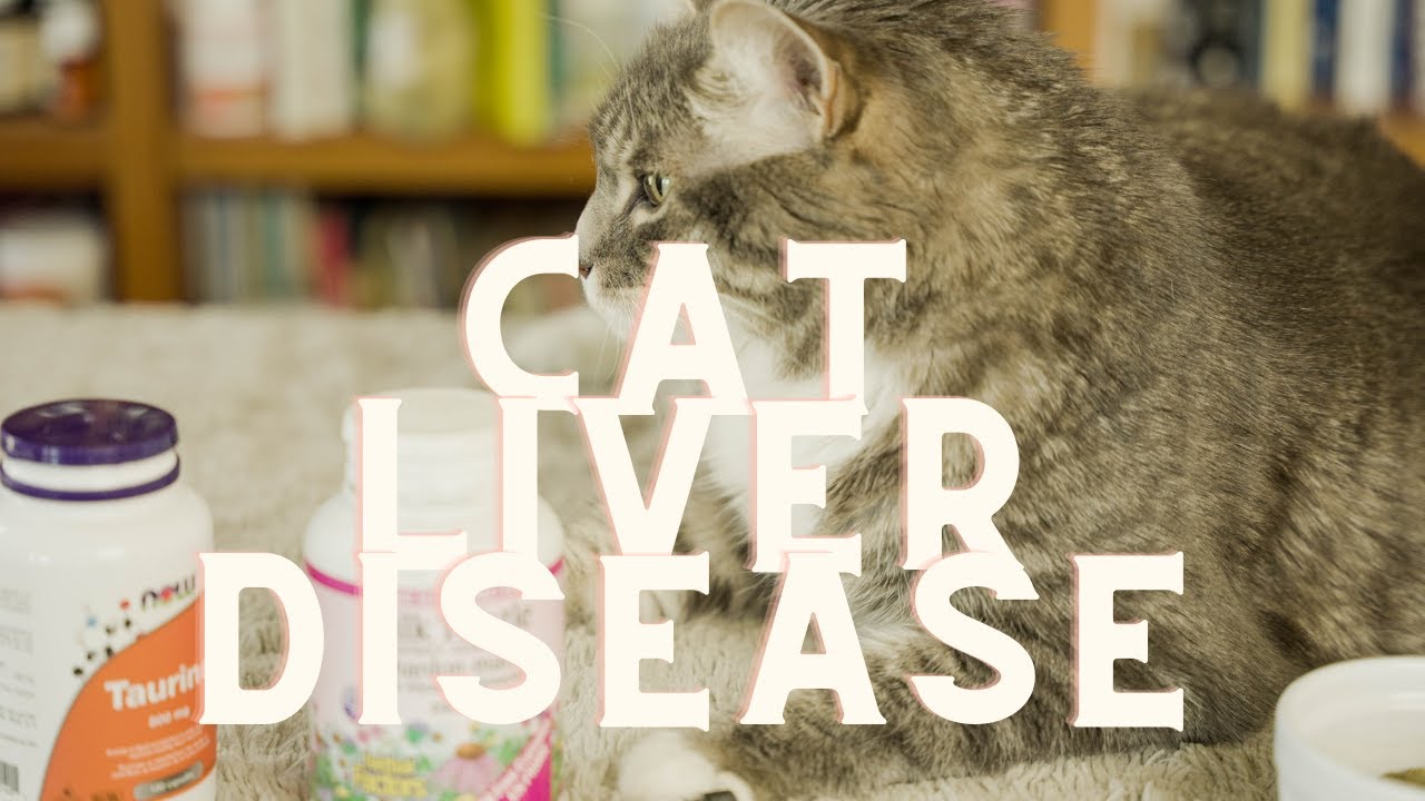 Liver Disease In Cats: Hepatic Lipidosis - Veterinary Secrets with Dr ...