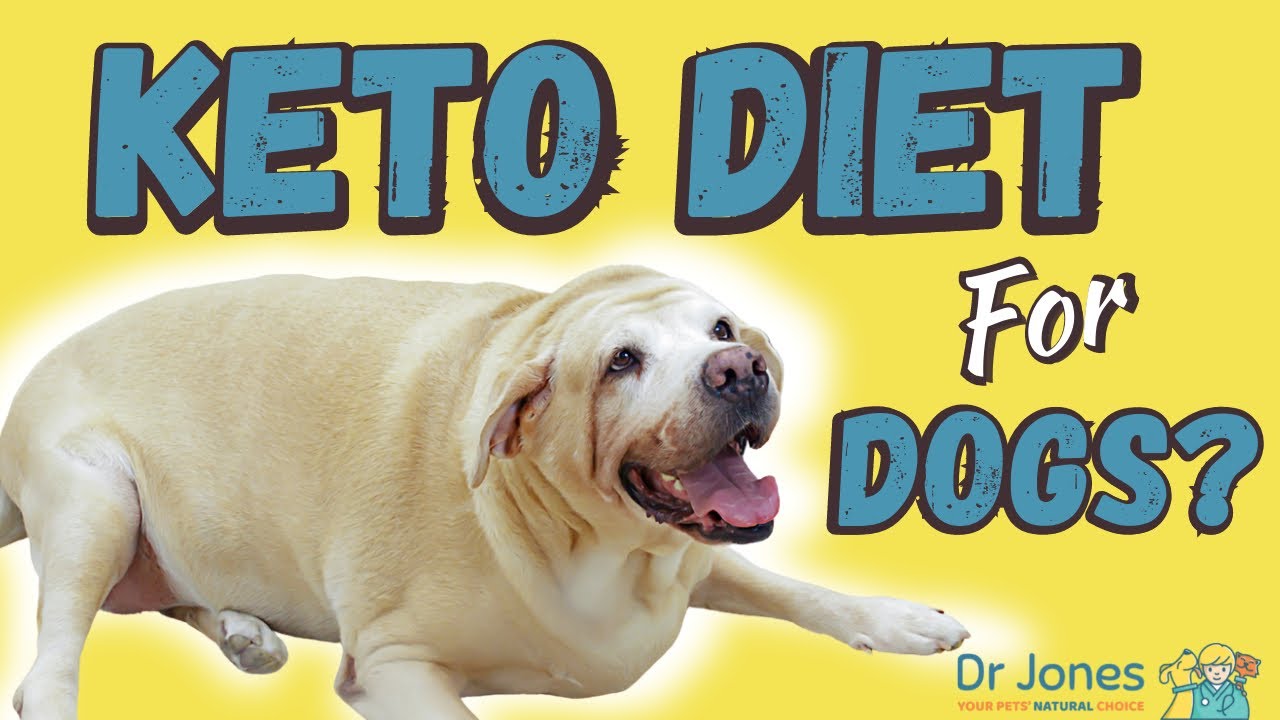 Should You Try the Keto Diet for Your Dog? Benefits and Homemade ...