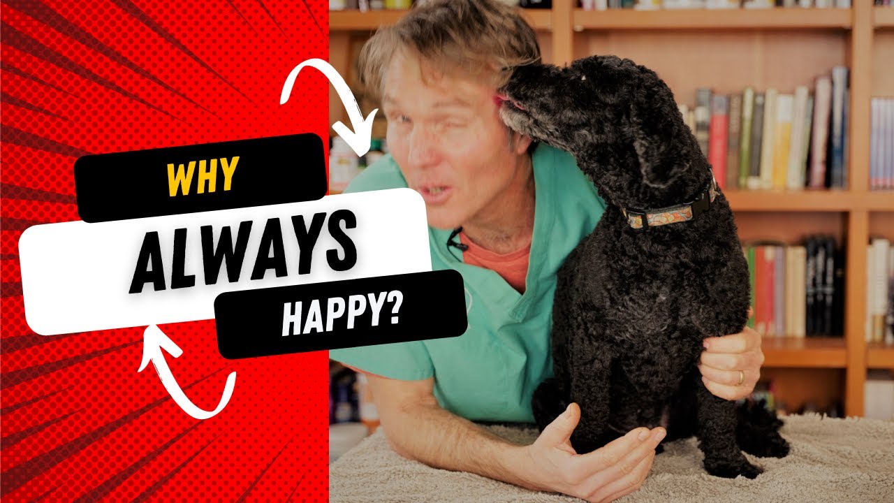 Why Is Your Dog Happier Than You? - Veterinary Secrets with Dr. Andrew Jones, DVM