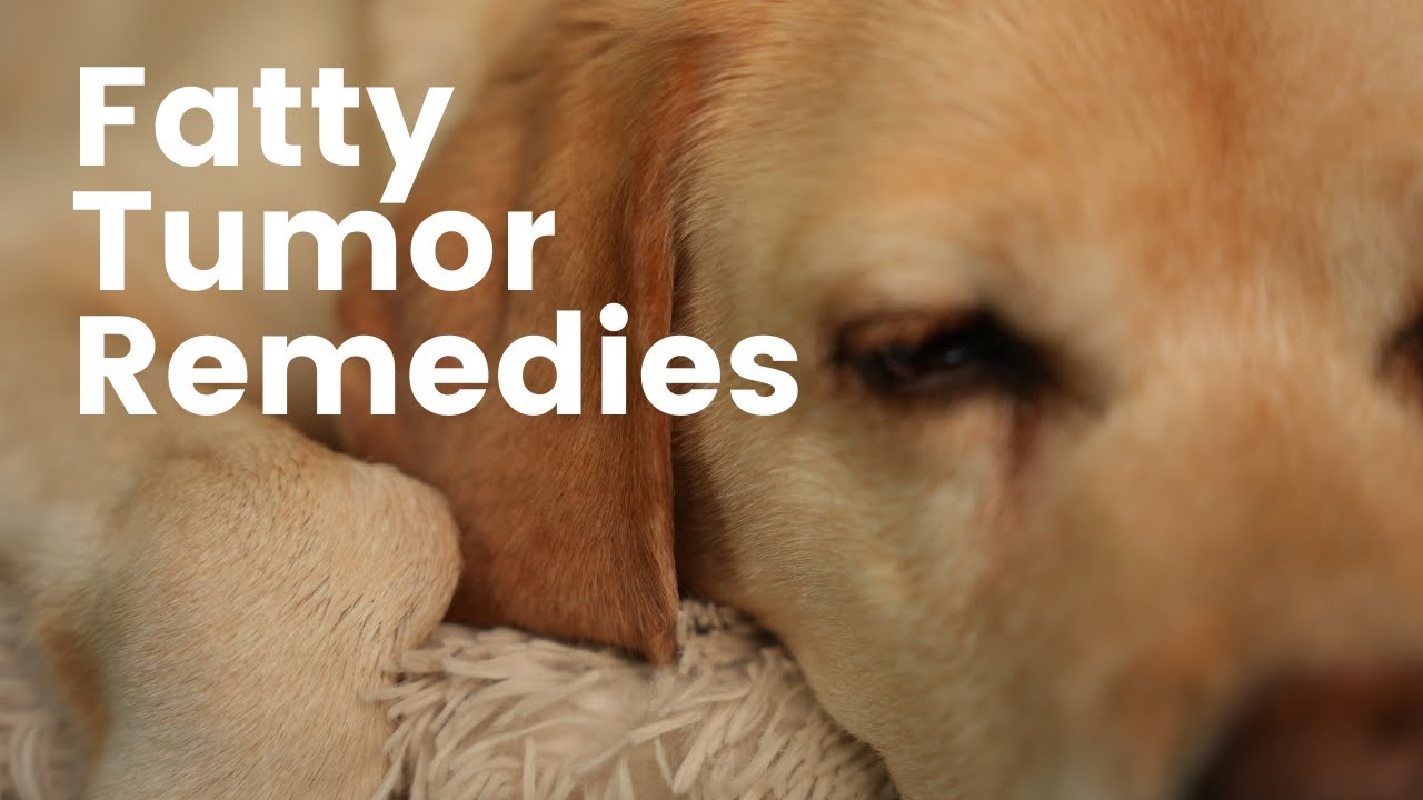 Lipomas In Dogs 5 Natural Remedies Veterinary Secrets With Dr Lipomas In Dogs 5 Natural Remedies Veterinary Secrets With Dr