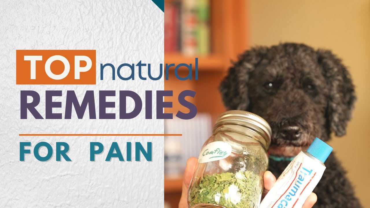 Best 5 Natural Remedies for Pain and Inflammation - Veterinary Secrets with Dr. Andrew Jones, DVM