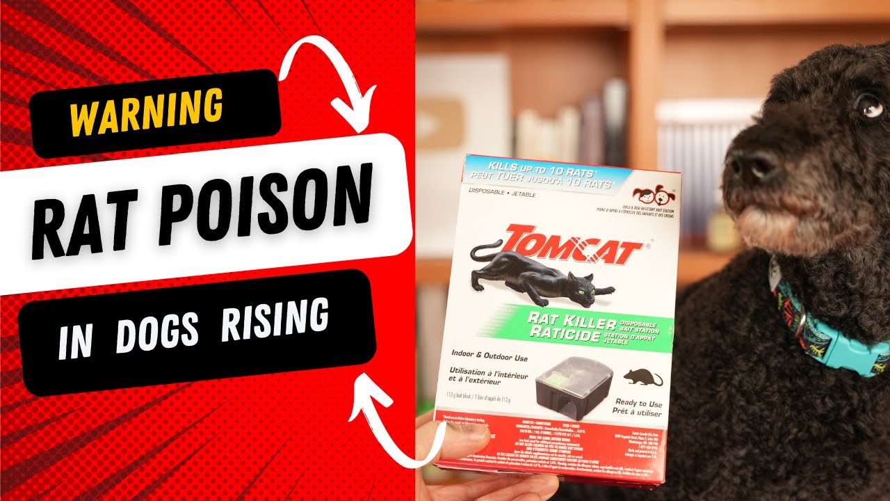 Rat Poison Toxicity in Dogs - Veterinary Secrets with Dr. Andrew Jones, DVM