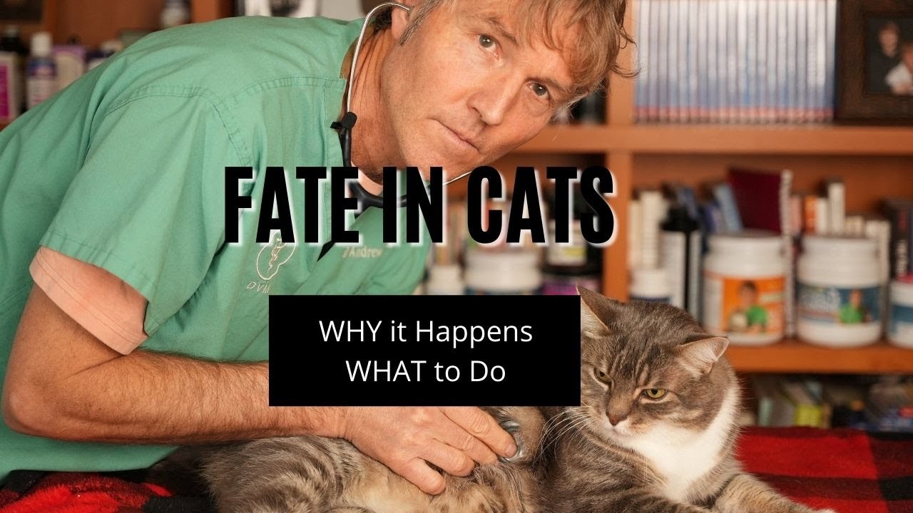 Feline Emergency: FATE in Cats - Veterinary Secrets with Dr. Andrew ...