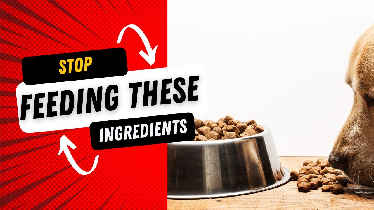 7 Pet Food Ingredients To Avoid Veterinary Secrets With Dr Andrew