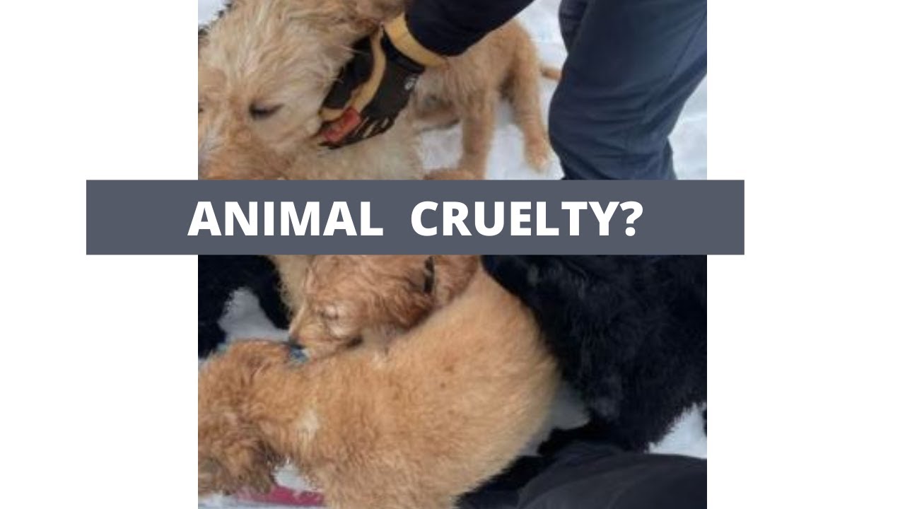 Animal Neglect? - Veterinary Secrets with Dr. Andrew Jones, DVM