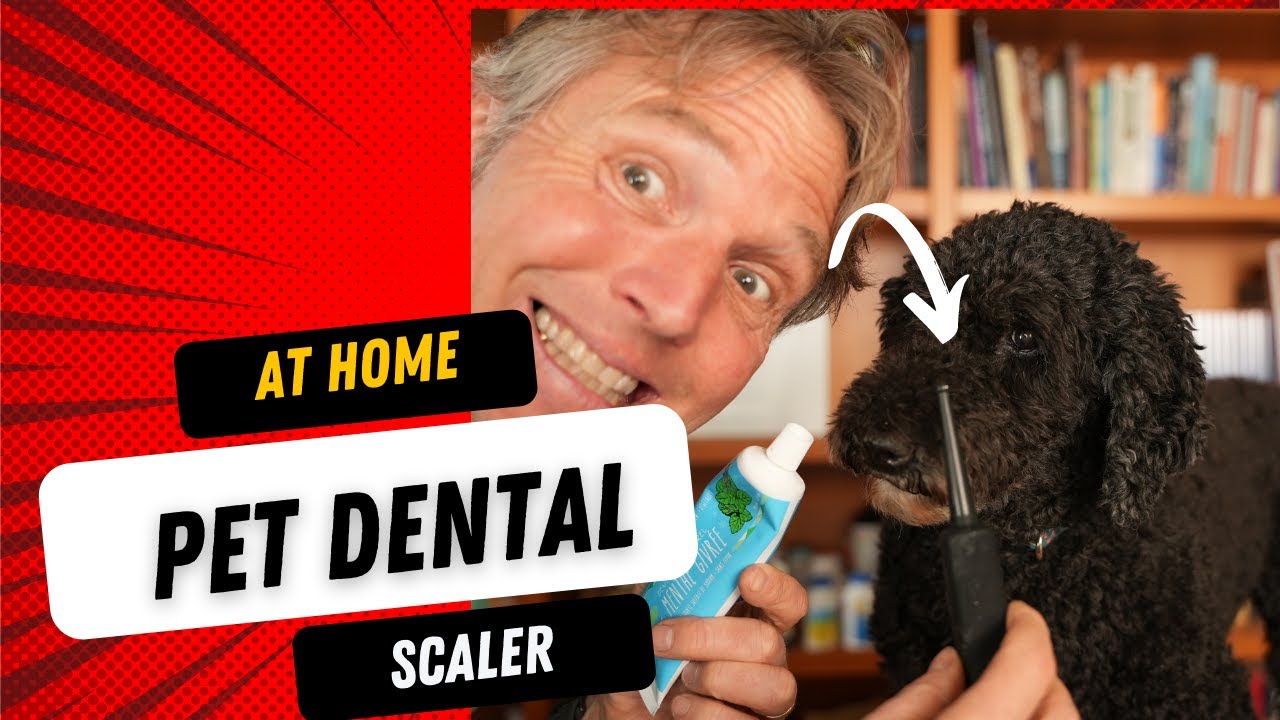 DIY Pet Teeth Cleaning: How to Save Hundreds on Vet Dental Bills - Veterinary Secrets with Dr ...