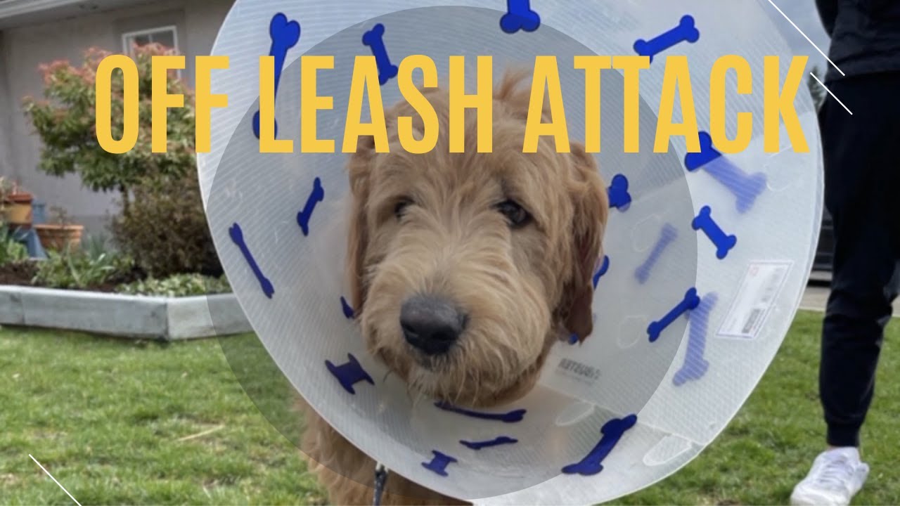 Off Leash Dog Attack: Dogs and the Law - Veterinary Secrets with Dr ...