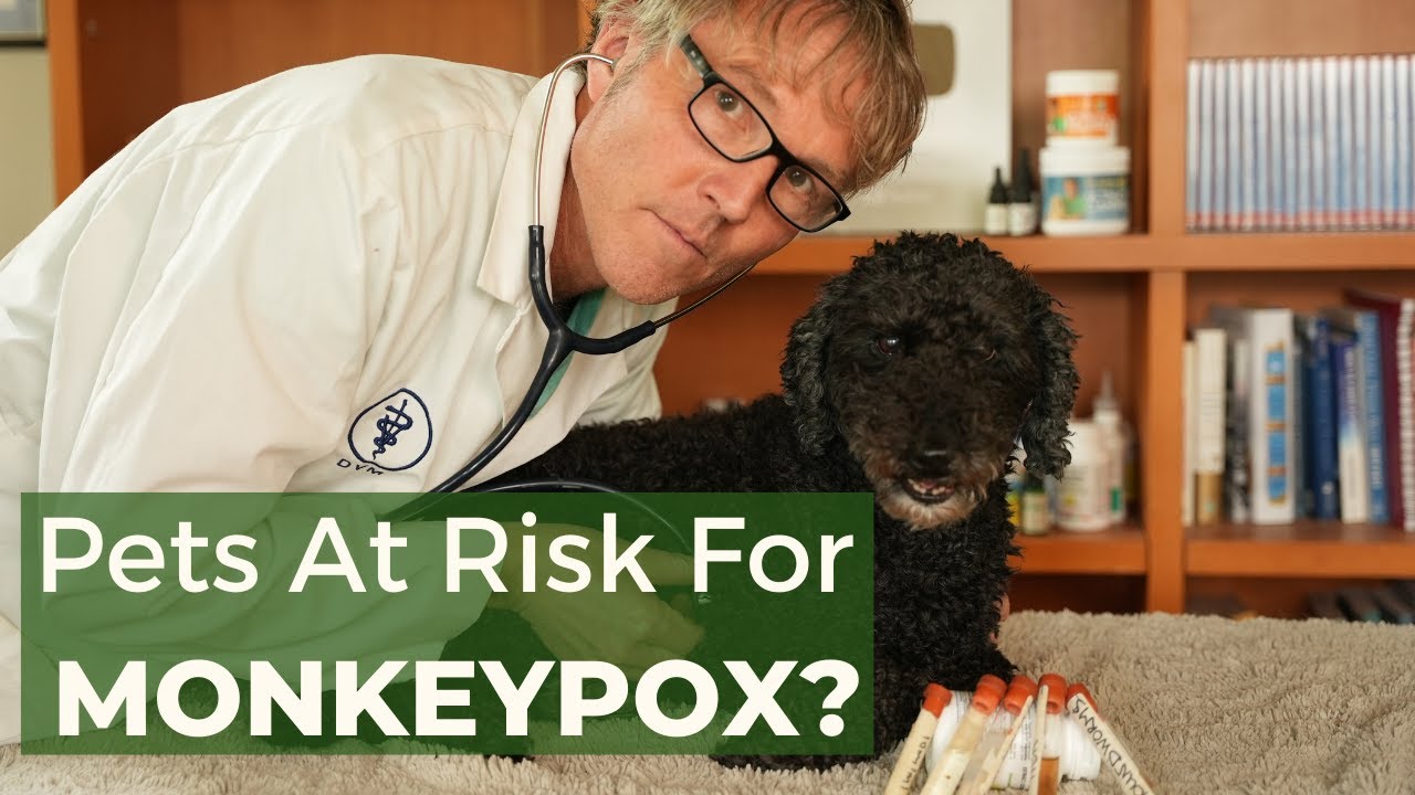Monkeypox Outbreak: Concern for Dog or Cats? - Veterinary Secrets with ...