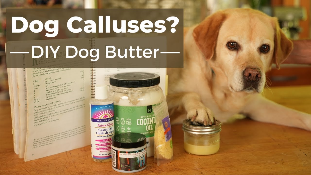 DIY Dog Butter For Calluses - Veterinary Secrets with Dr. Andrew Jones, DVM