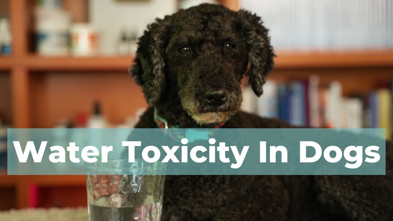 Water Intoxication In Dogs - Veterinary Secrets with Dr. Andrew Jones, DVM