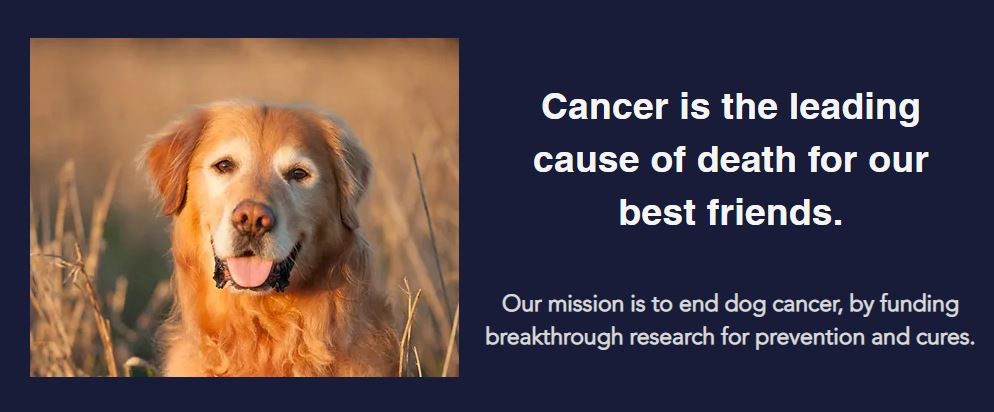 Bone cancer immunotherapy for dogs - Veterinary Secrets with Dr. Andrew ...