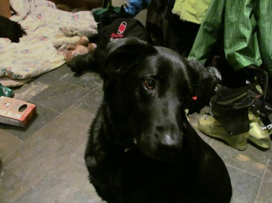 Joe Tippens Cancer Protocol - Veterinary Secrets with Dr. Andrew Jones, DVM