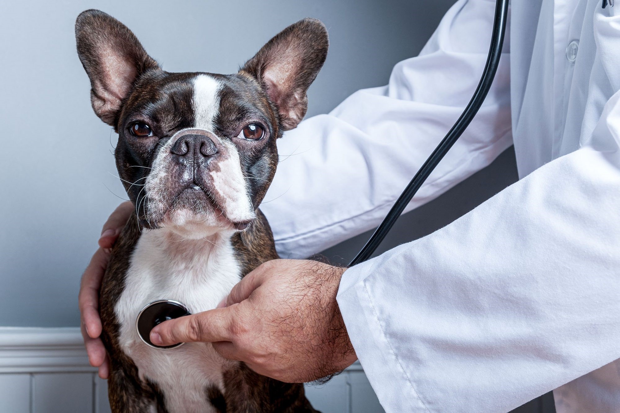5 Common Signs of Heart Failure in Dogs - Veterinary Secrets with Dr ...
