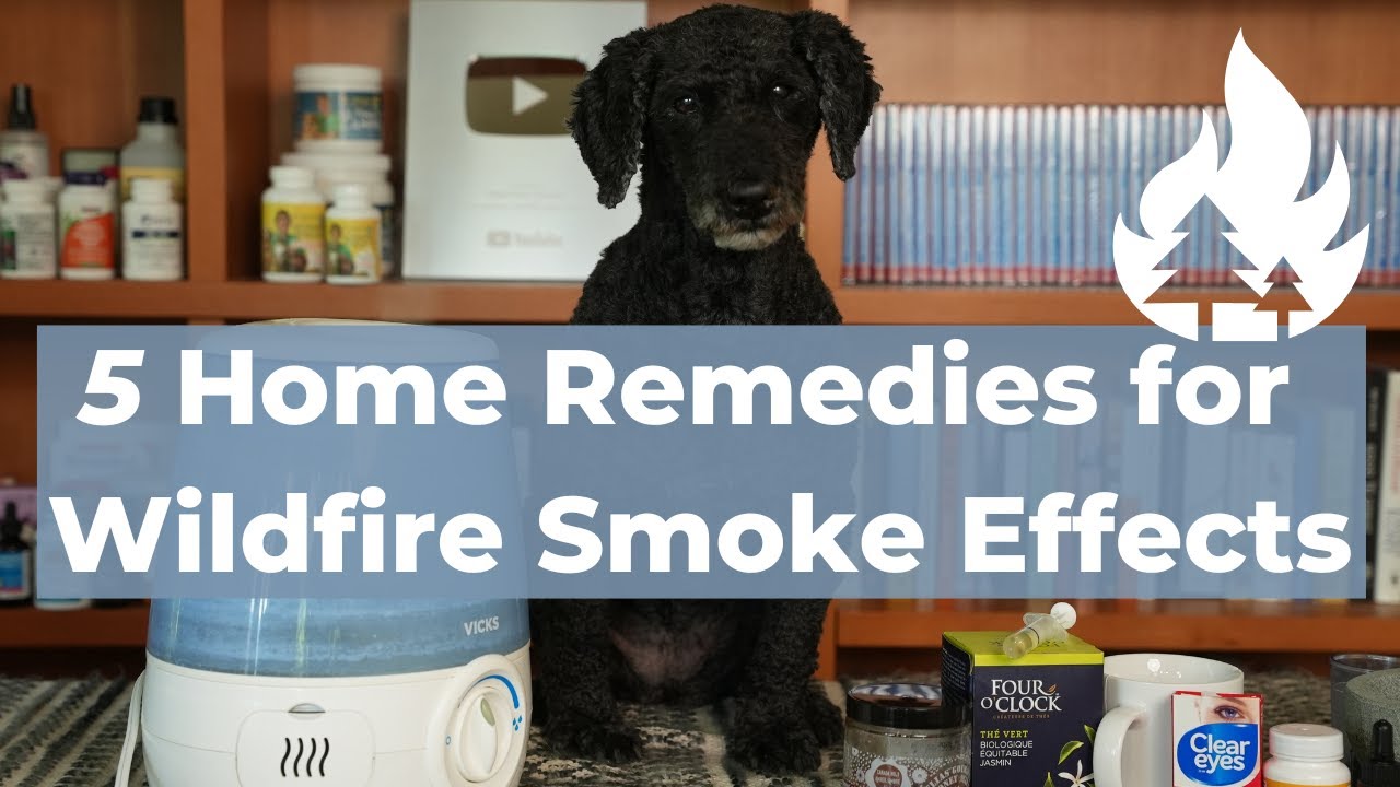 Protect Your Pet from Wildfire Smoke: 5 Effective Home Remedies ...