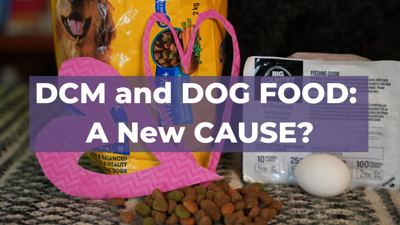 Is Your Dog's Food Safe? The Latest Insights on DCM and Canine Diet ...