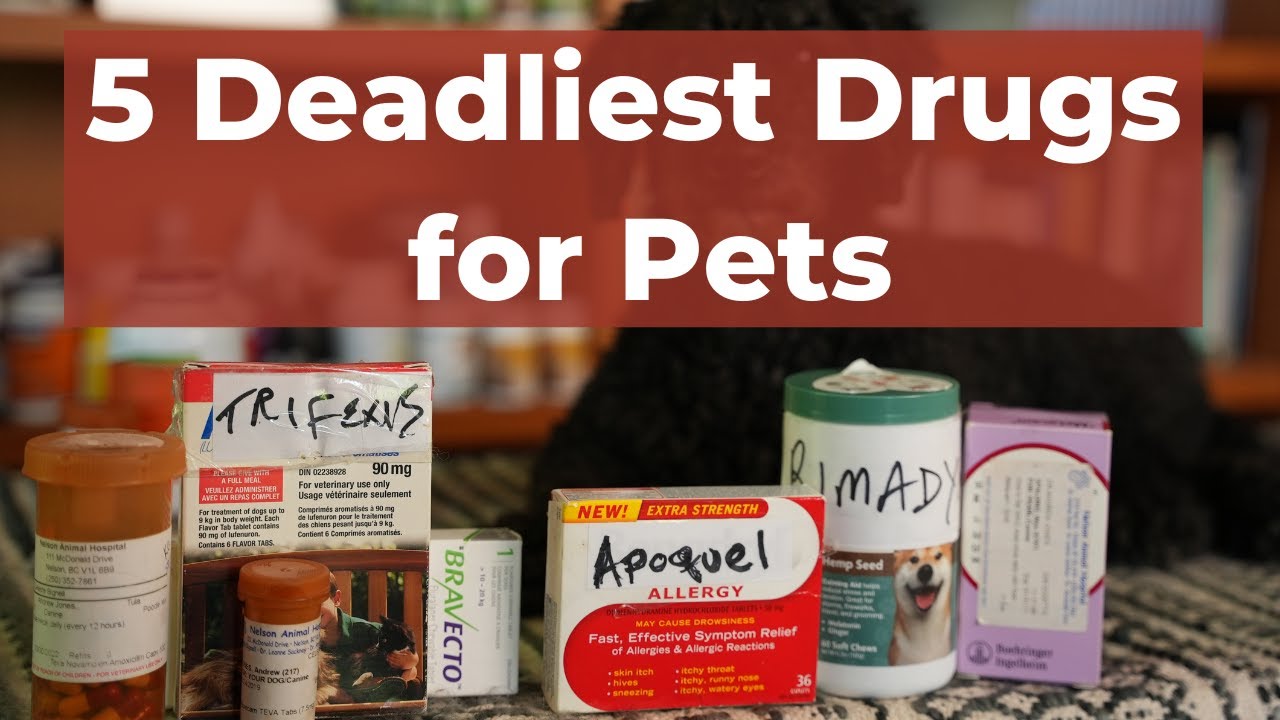 Top 5 Most Dangerous Veterinary Drugs for Your Pets - Veterinary ...