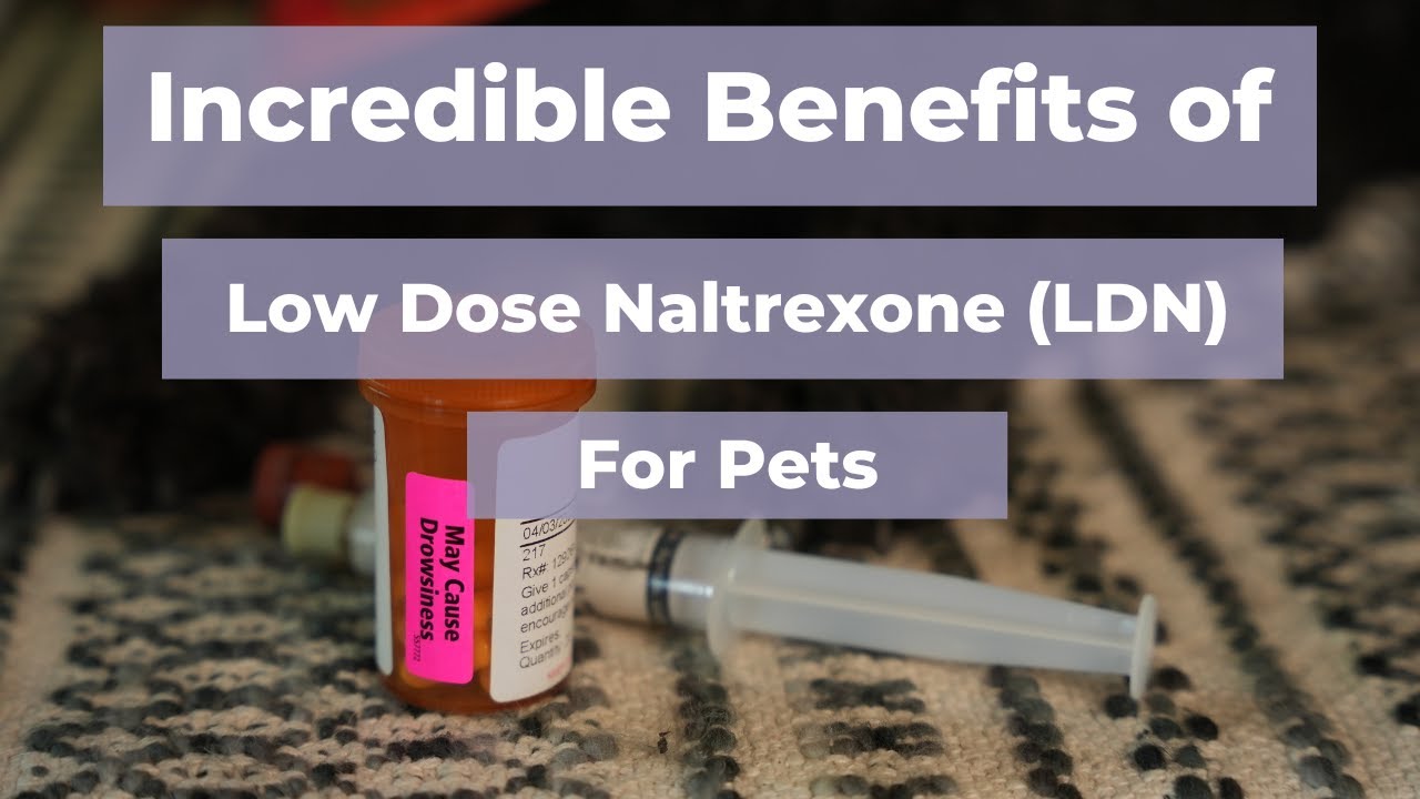 LDN Cancer Hope For Your Pets – How Low Dose Naltrexone Can Transform ...