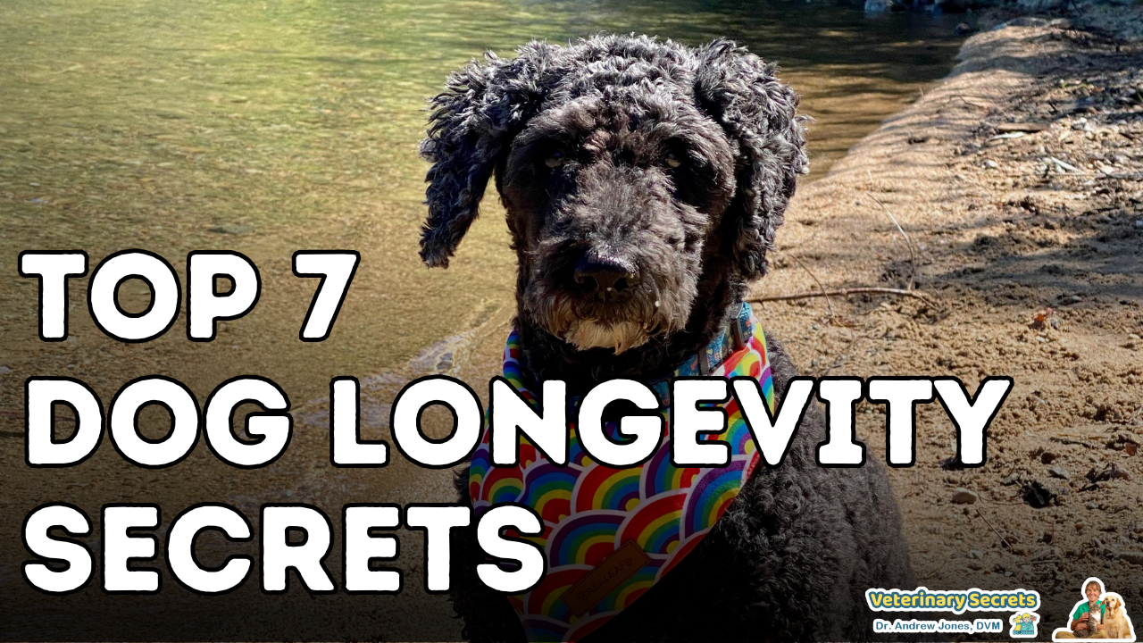 Dr Jones' 7 Secrets to Dog Longevity: Happy Birthday Tula! - Veterinary ...