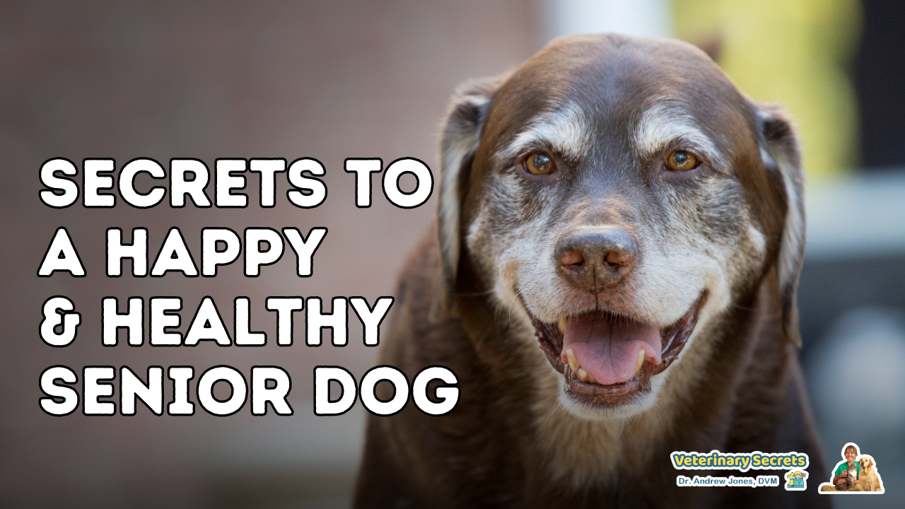 Discover the 7 secrets to a happy and healthy senior dog - Veterinary ...