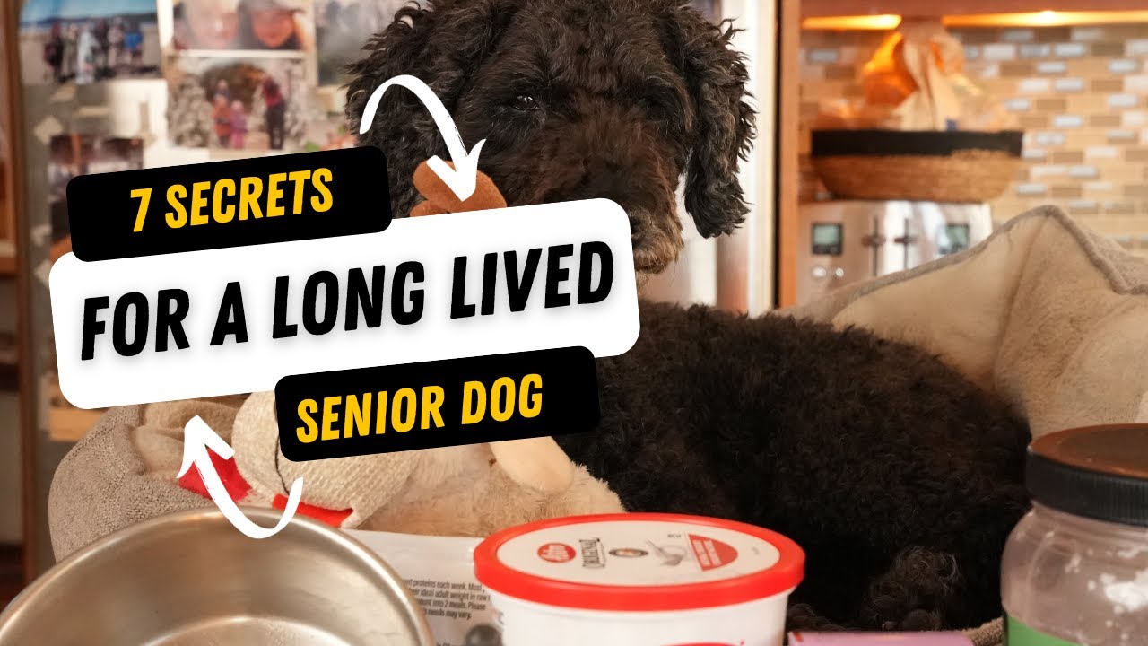 Discover the 7 secrets to a happy and healthy senior dog - Veterinary ...