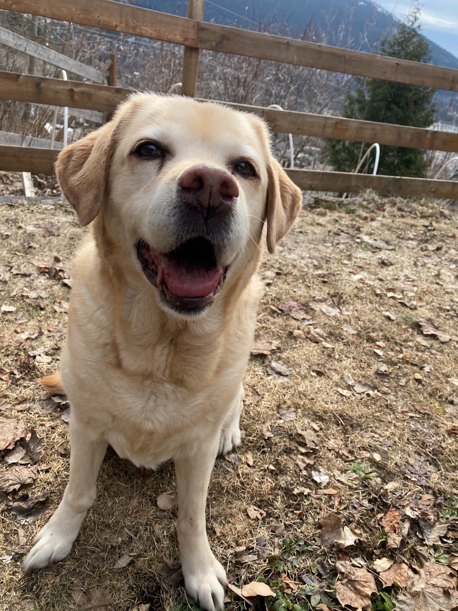 Stinky Dog or Cat? This works great! - Veterinary Secrets with Dr ...