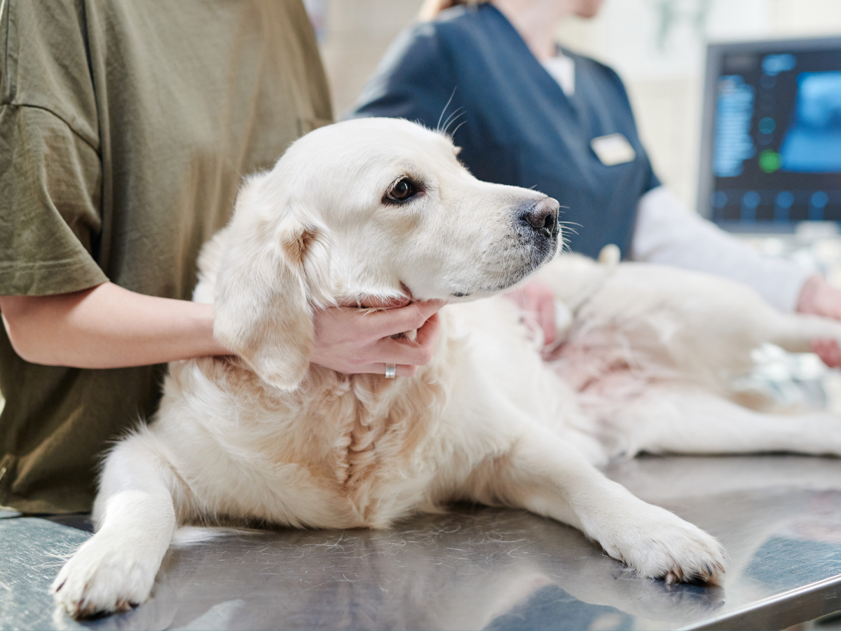 The Mystery Dog Illness Decoded: What Every Pet Owner Needs to Know ...