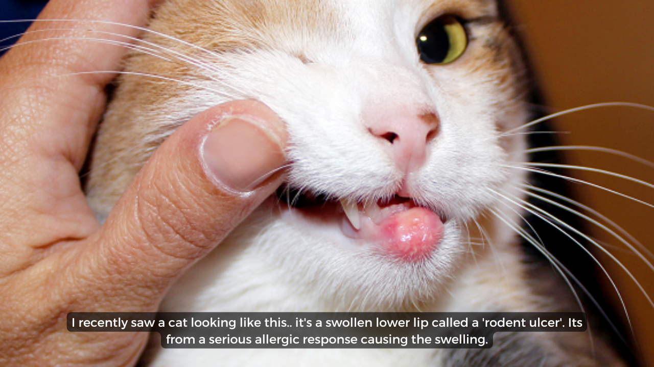 Food Allergy Causes Lip Swelling In Cats Infoupdate Food Allergy Causes Lip Swelling In Cats Infoupdate