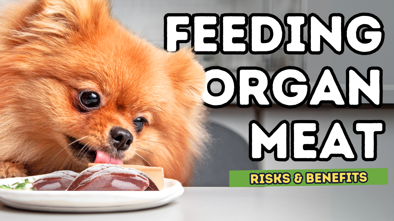 Is Organ Meat Good for Dogs? Vet’s Guide to Dog Nutrition - Veterinary Secrets with Dr. Andrew ...