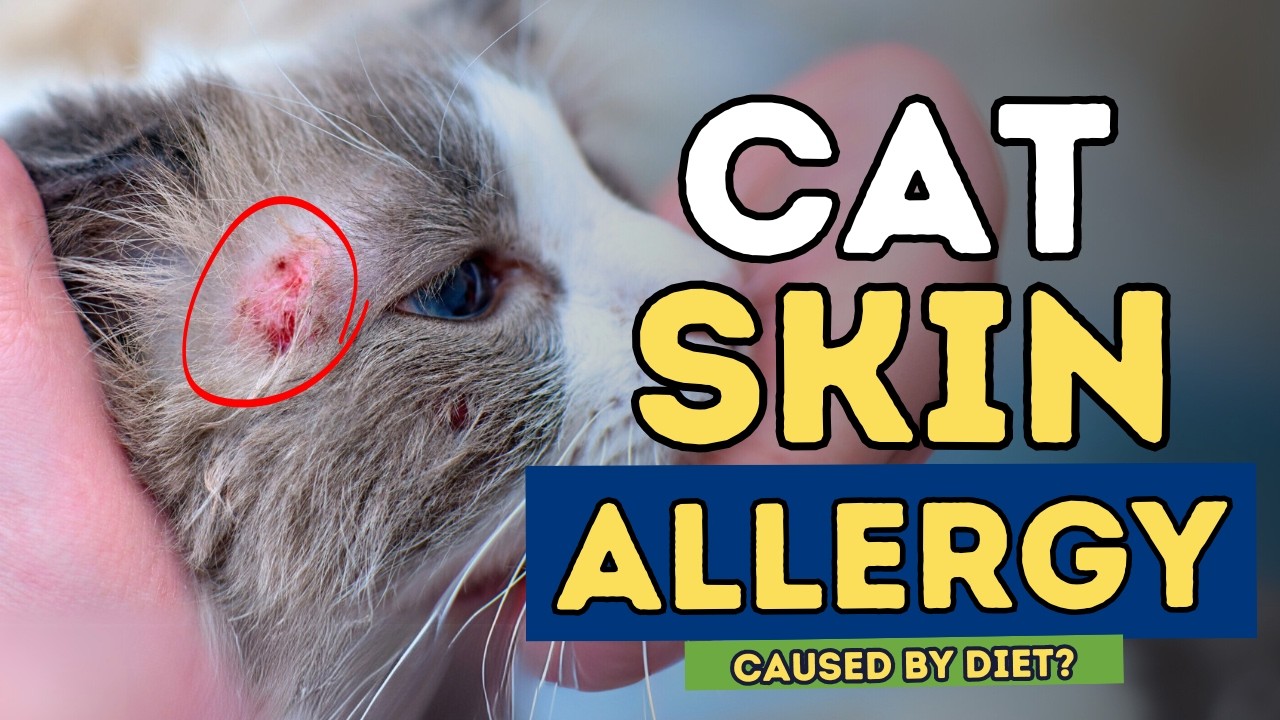 Is Your Cat's Diet Causing Skin Allergies? - Veterinary Secrets with Dr. Andrew Jones, DVM