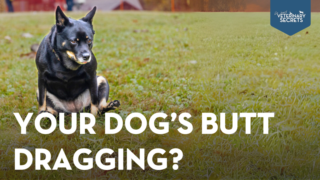 The Real Reason Your Dog Is Scooting—Don’t Ignore THIS Warning Sign ...