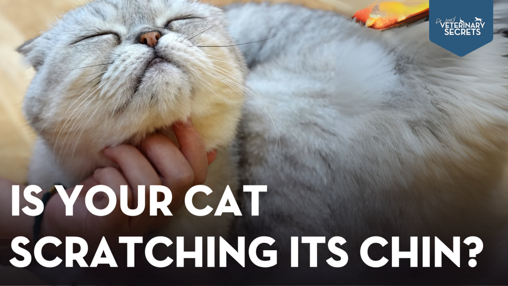 How to Treat a Cat with a Swollen Chin: Common Causes and Solutions ...