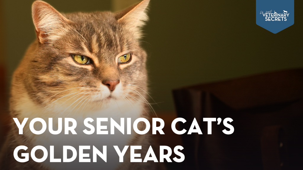 How to Help Old Cats Live Longer: 7 Key Tips for Healthy Aging ...